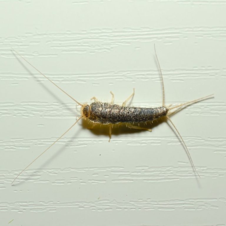 Silverfish Treatments & Removal | Insect Control | Pestcheck Services ...