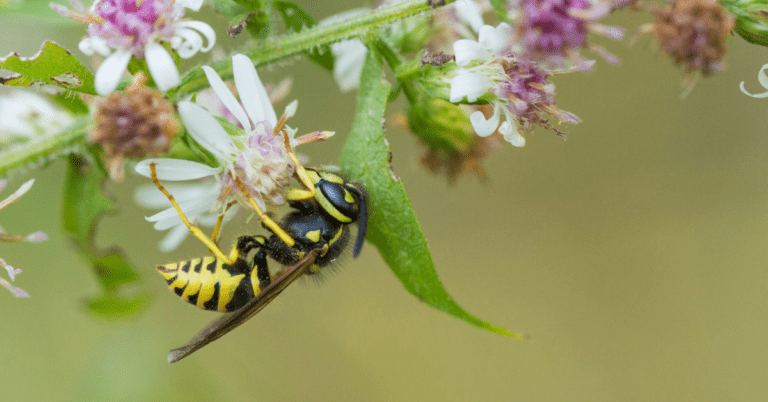 7 Common Spring Pests And How To Control Them | Pestcheck Services Limited