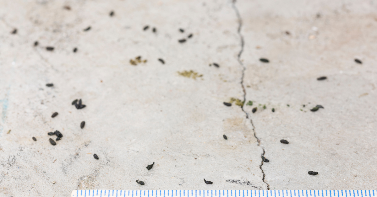 Rodent-Proofing Your Home: Simple Steps to Keep Rats and Mice Out ...