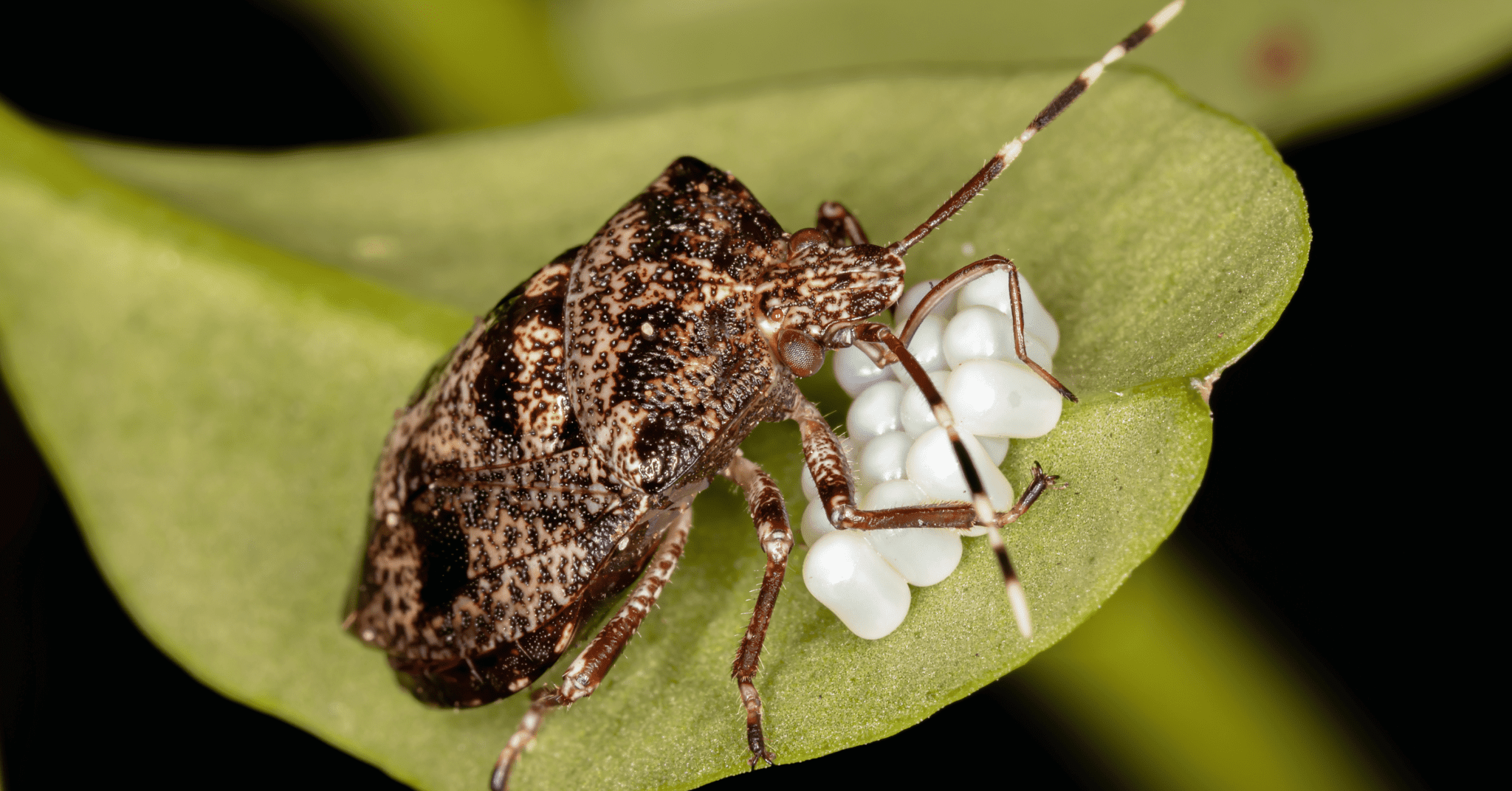 7 Common Spring Pests And How To Control Them | Pestcheck Services Limited