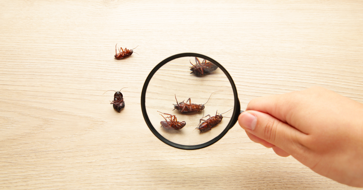 Pest Emergency Kit What Every Homeowner Should Have Pestcheck 8559