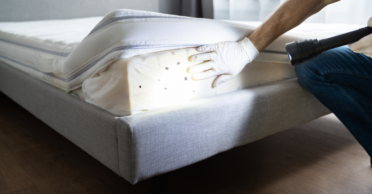 How Long Does It Take To Get Rid Of Bed Bugs Completely Pestcheck
