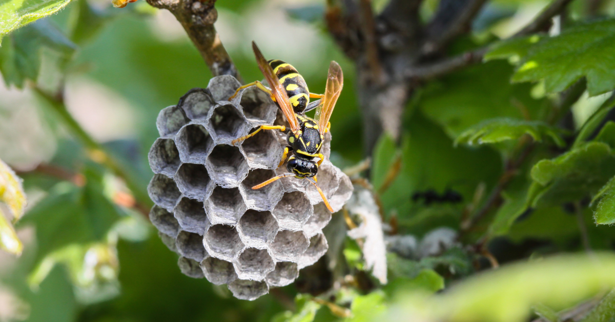 Home Guide: Identify & Remove Dangerous Stinging Insects Safely
