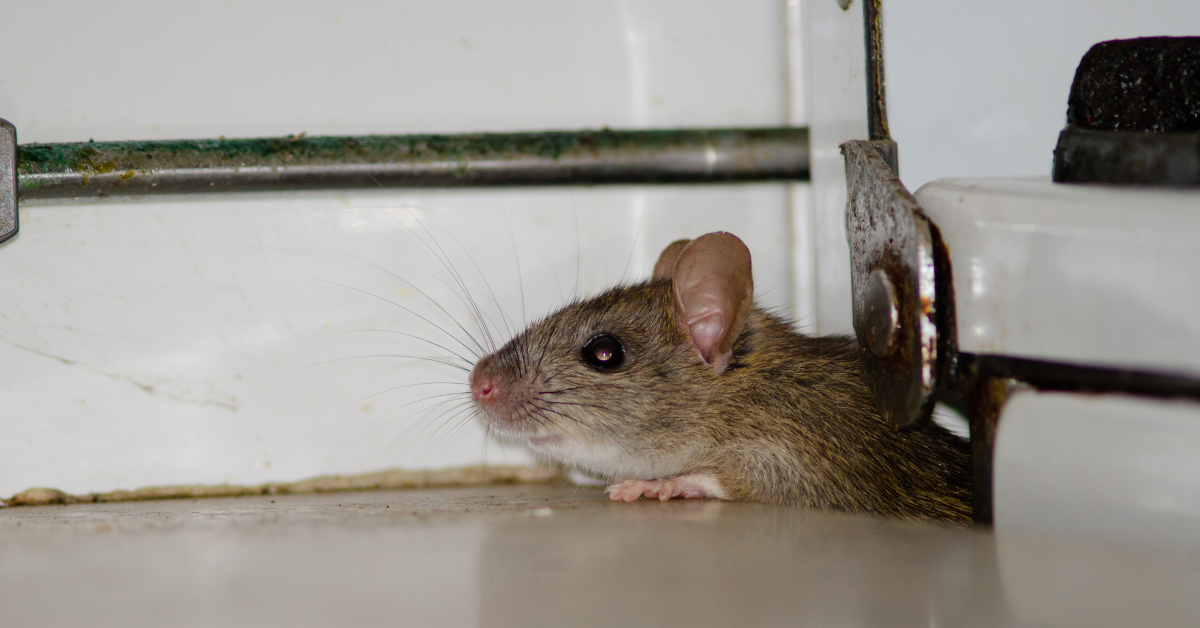 Seal Entry Points to Keep Rodents Out: Essential Homeowner Tips ...