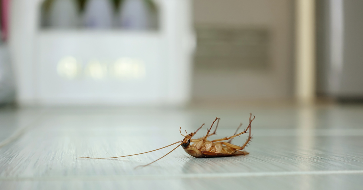Proper Dead Pest Disposal: Essential Homeowner Tips for Safety and Hygiene